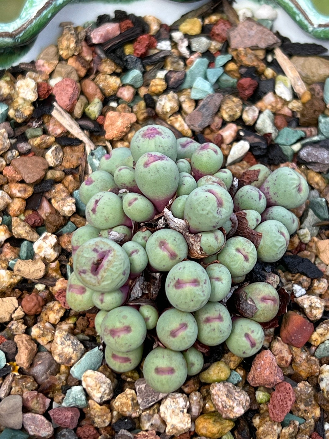 Rare Succulent - Conophytum Vanzylii Cluster >50 Heads Korean Import 2. ...