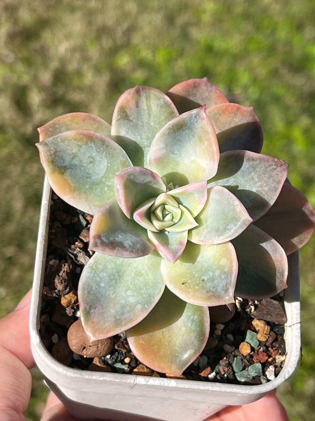 Rare Variegated Graptoveria Harry Waston Korean Import 3 Wide - Etsy