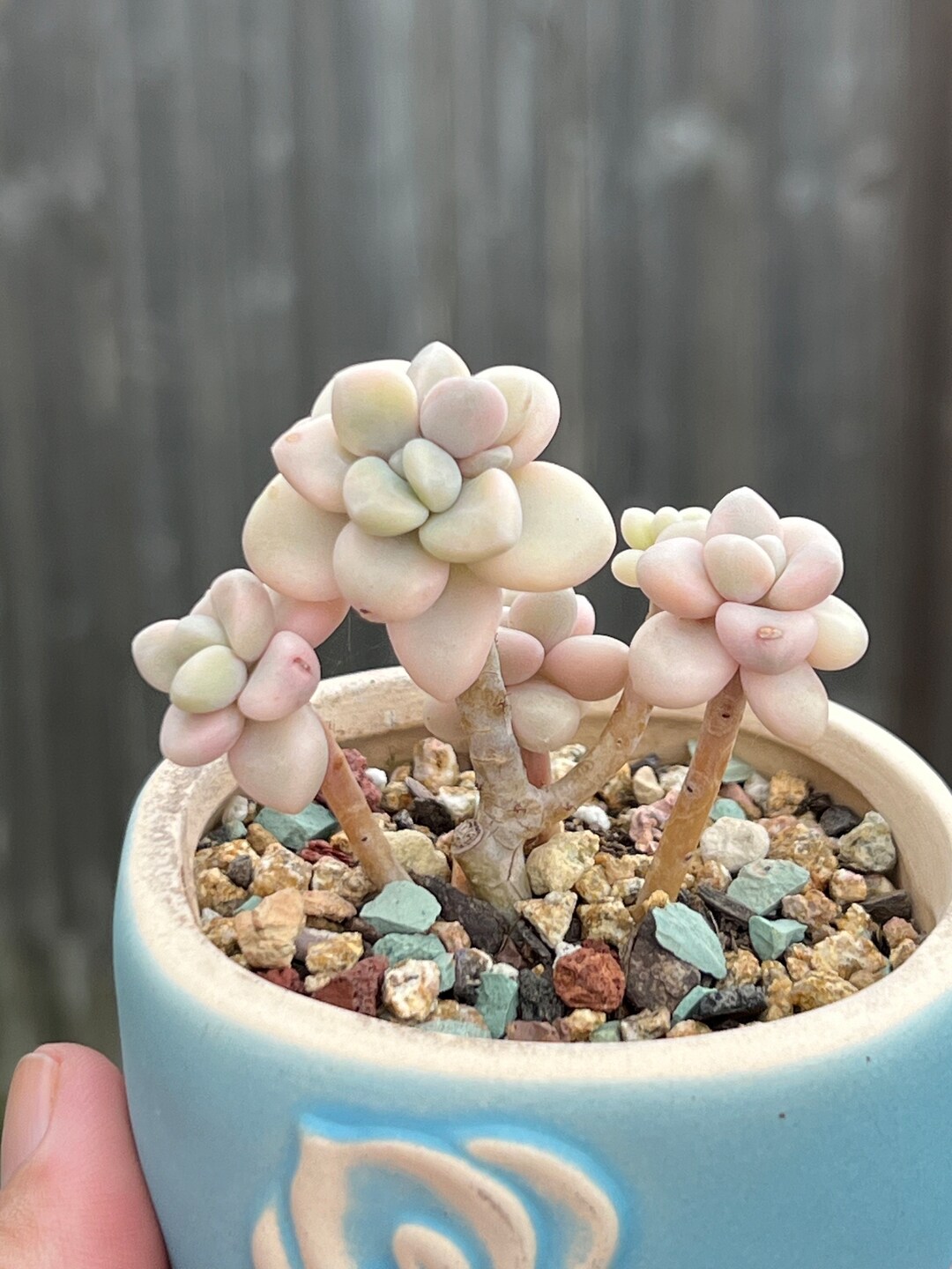 Rare Succulent Variegated Graptopetalum Ellen Cluster 2.5 - Etsy