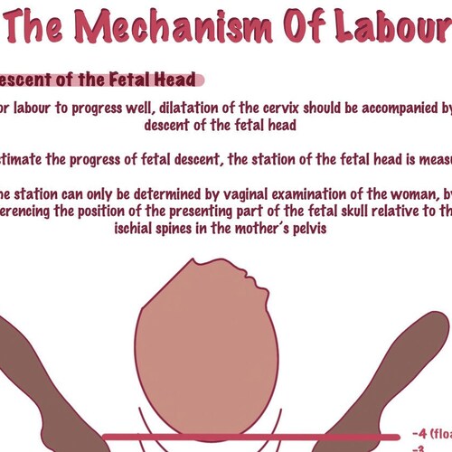 The First Stage of Labour downloadable PDF Notes - Etsy