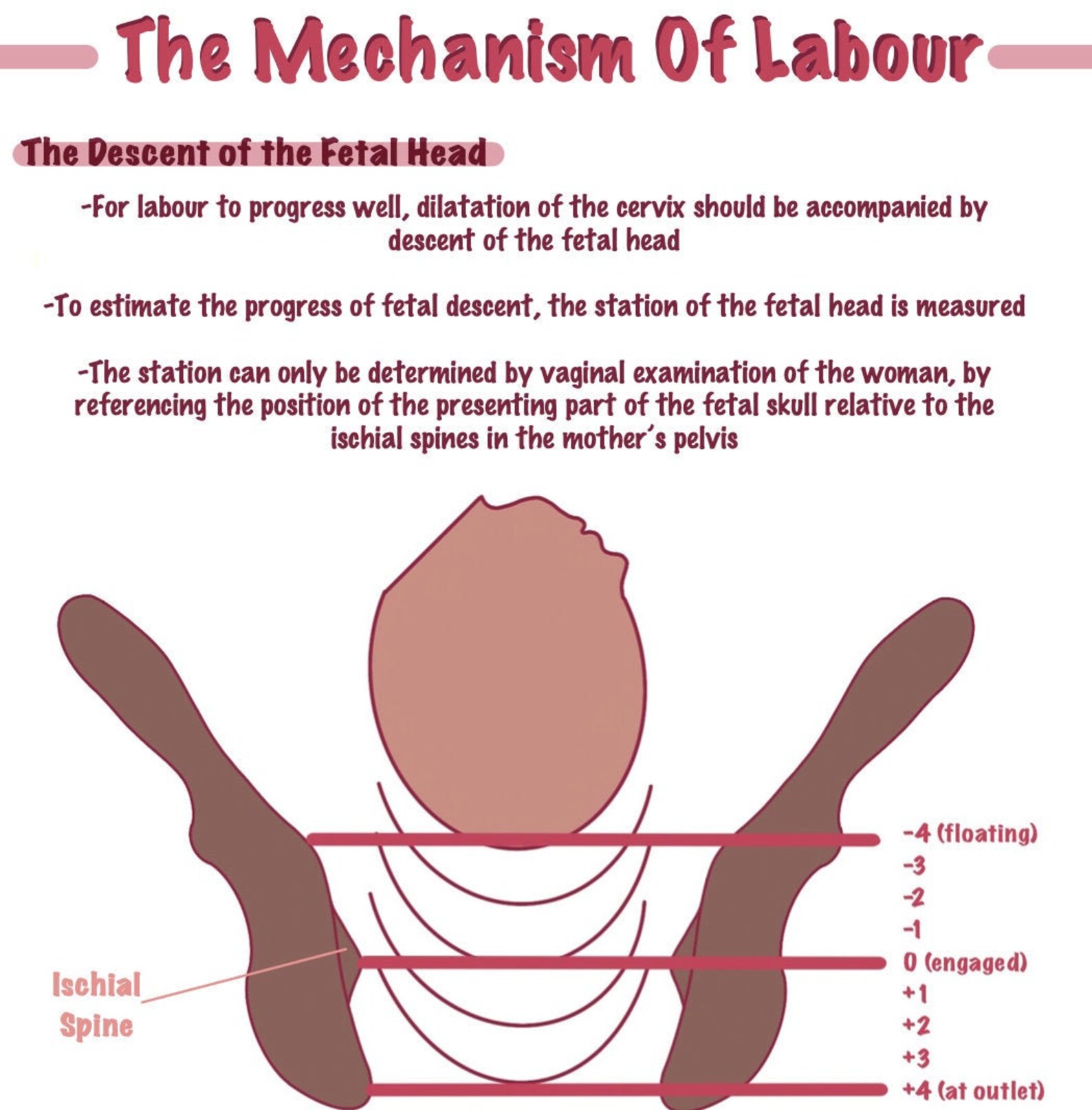 The Mechanism of Labour -downloadable PDF Notes - Etsy