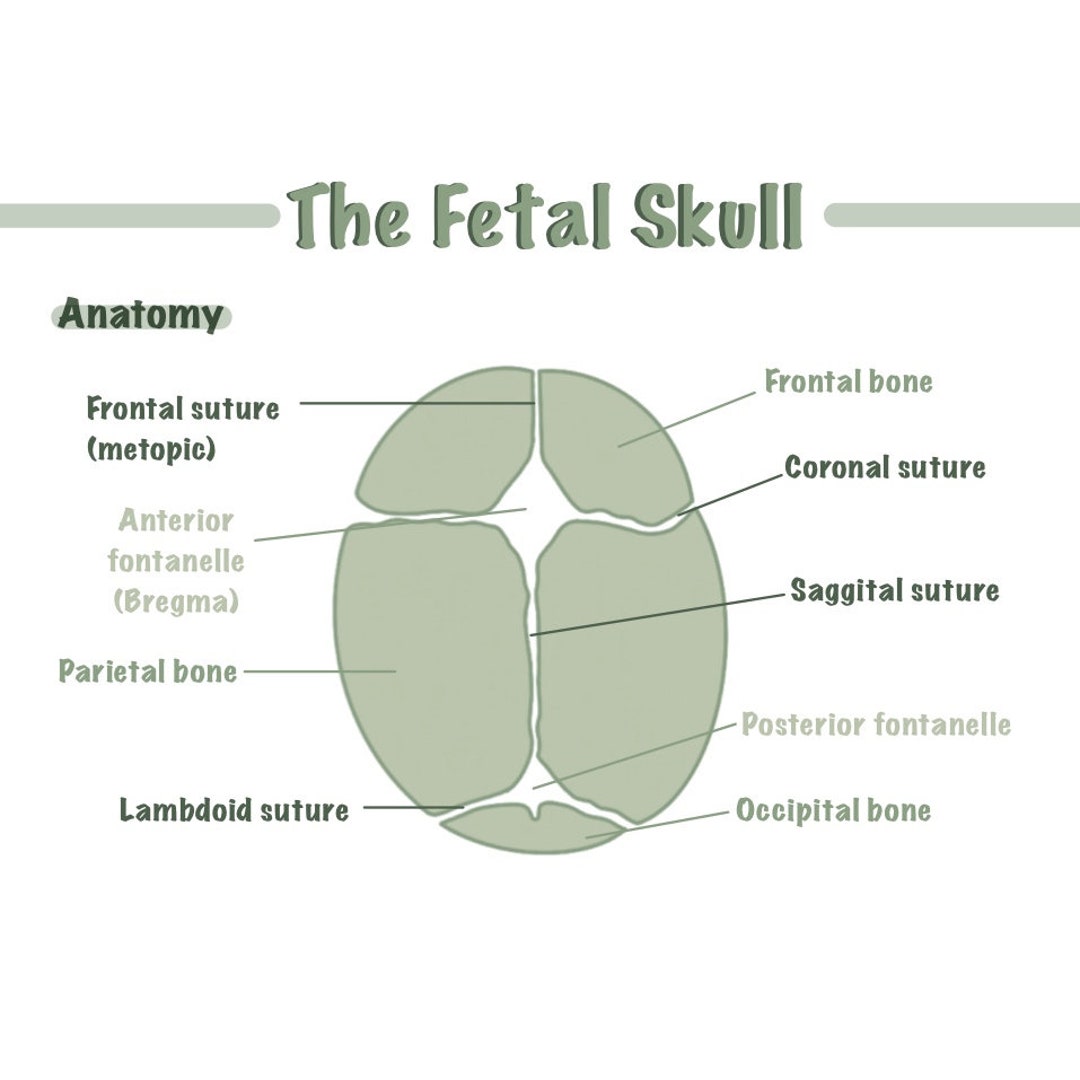 The Fetal Skull -downloadable PDF Notes - Etsy