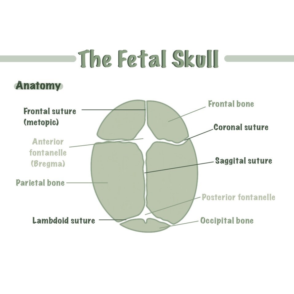 The Fetal Skull -downloadable PDF Notes - Etsy UK