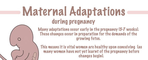 Maternal Adaptations in Pregnancy digital Notes - Etsy