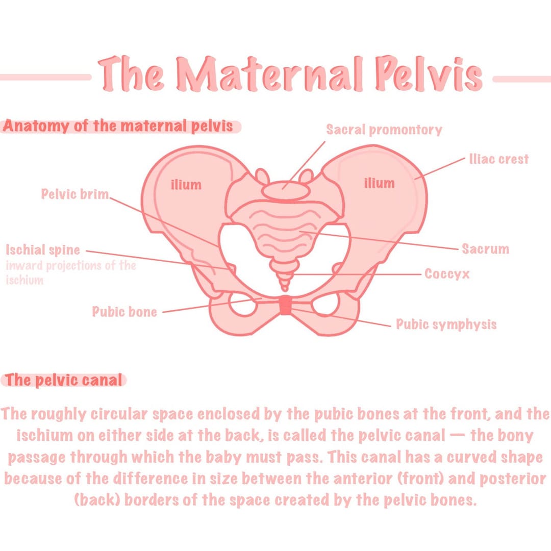 The Maternal Pelvis -downloadable PDF Notes - Etsy