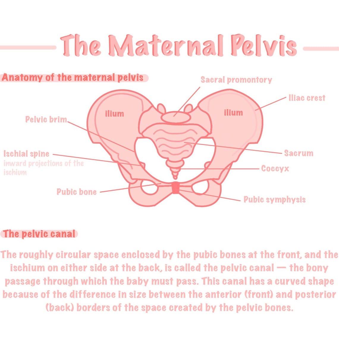 The Maternal Pelvis -downloadable PDF Notes - Etsy