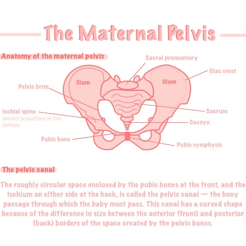 The Maternal Pelvis -downloadable PDF Notes - Etsy