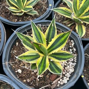 Quad Color Agave 1 Gallon - Etsy