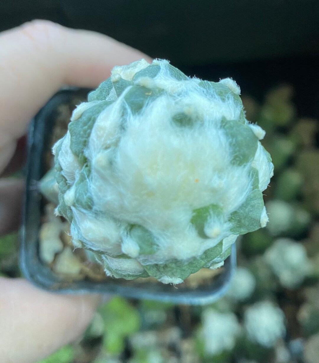 A. Retusus Var.furfuraceus Monster Grafted - Etsy