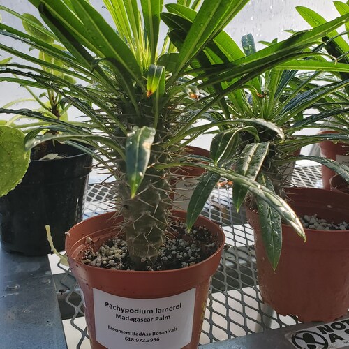 Pachypodium Lamerei Madagascar Palm - Etsy