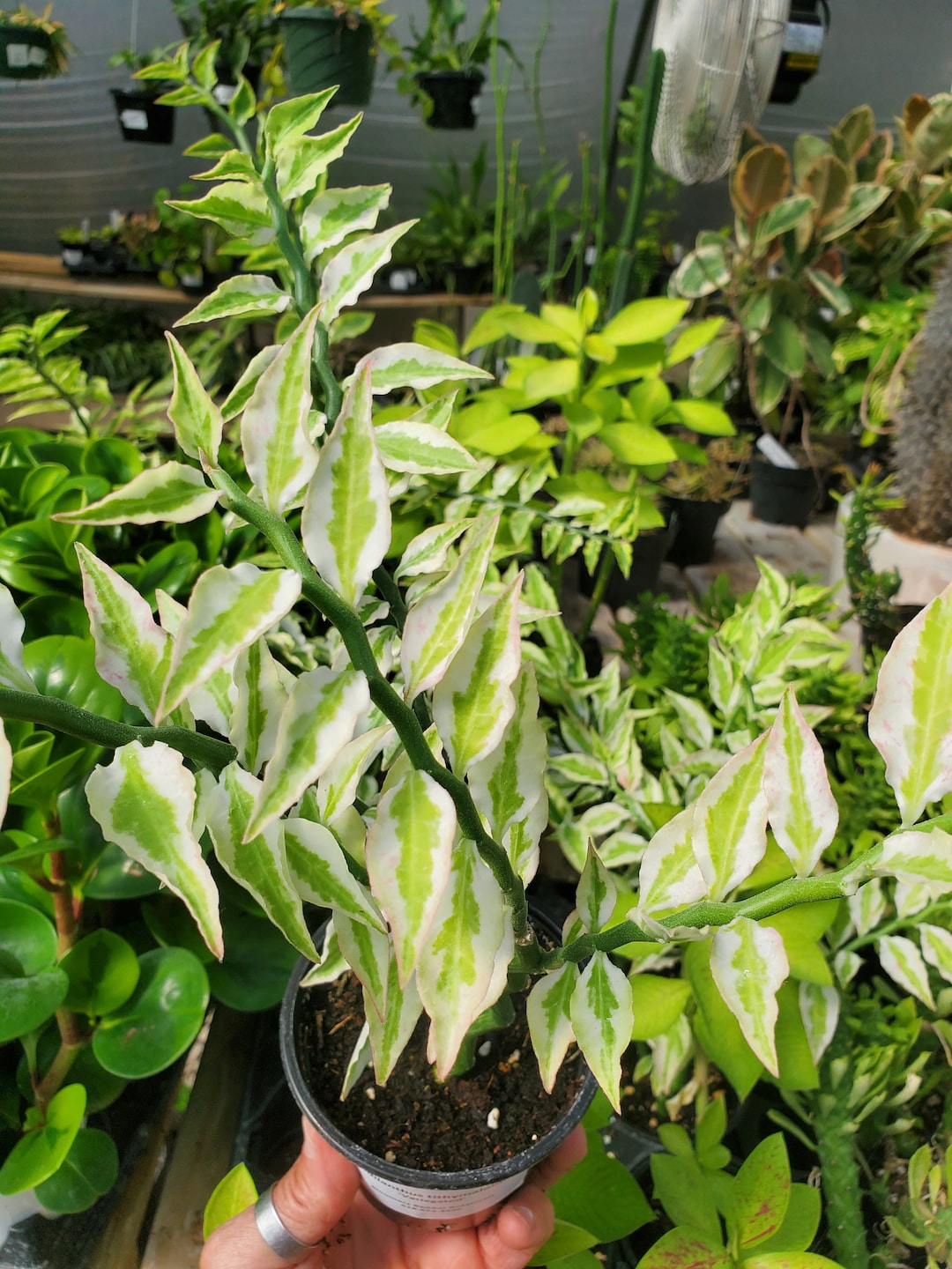 Pedilanthus Tithymaloides 'variegated' - Etsy