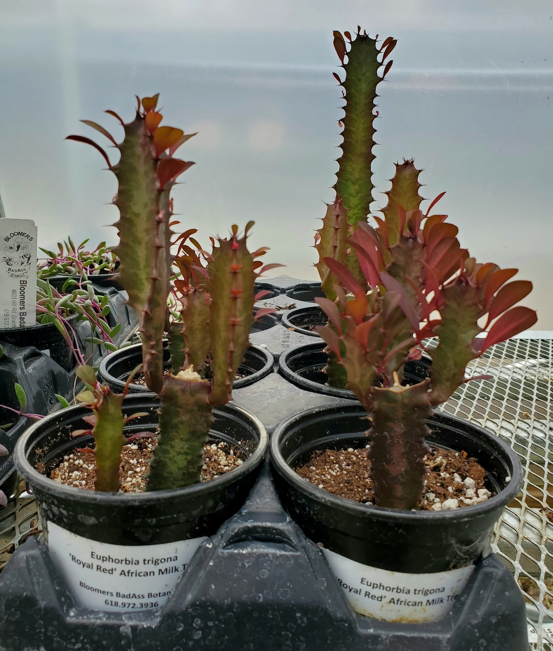 Euphorbia Trigona 'royal Red' Royal Red African Milk Tree - Etsy