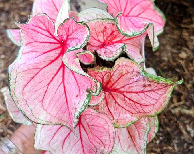 Caladium 'florida Sweetheart' - Etsy