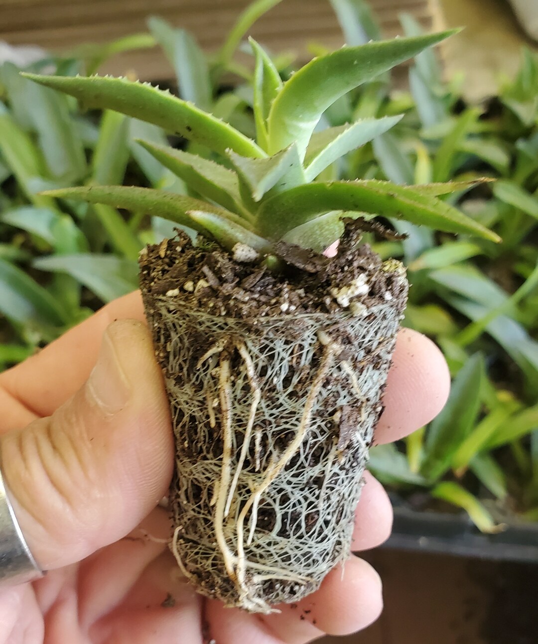 Mangave 'frosted Elegance' ROOTED PLUG - Etsy