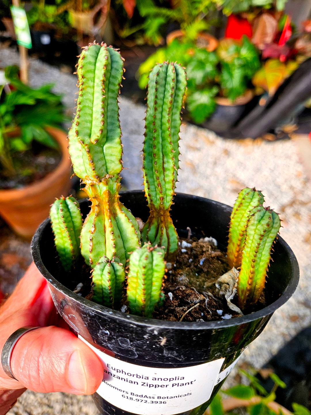 Euphorbia Anoplia Tasmanian Zipper Plant - Etsy
