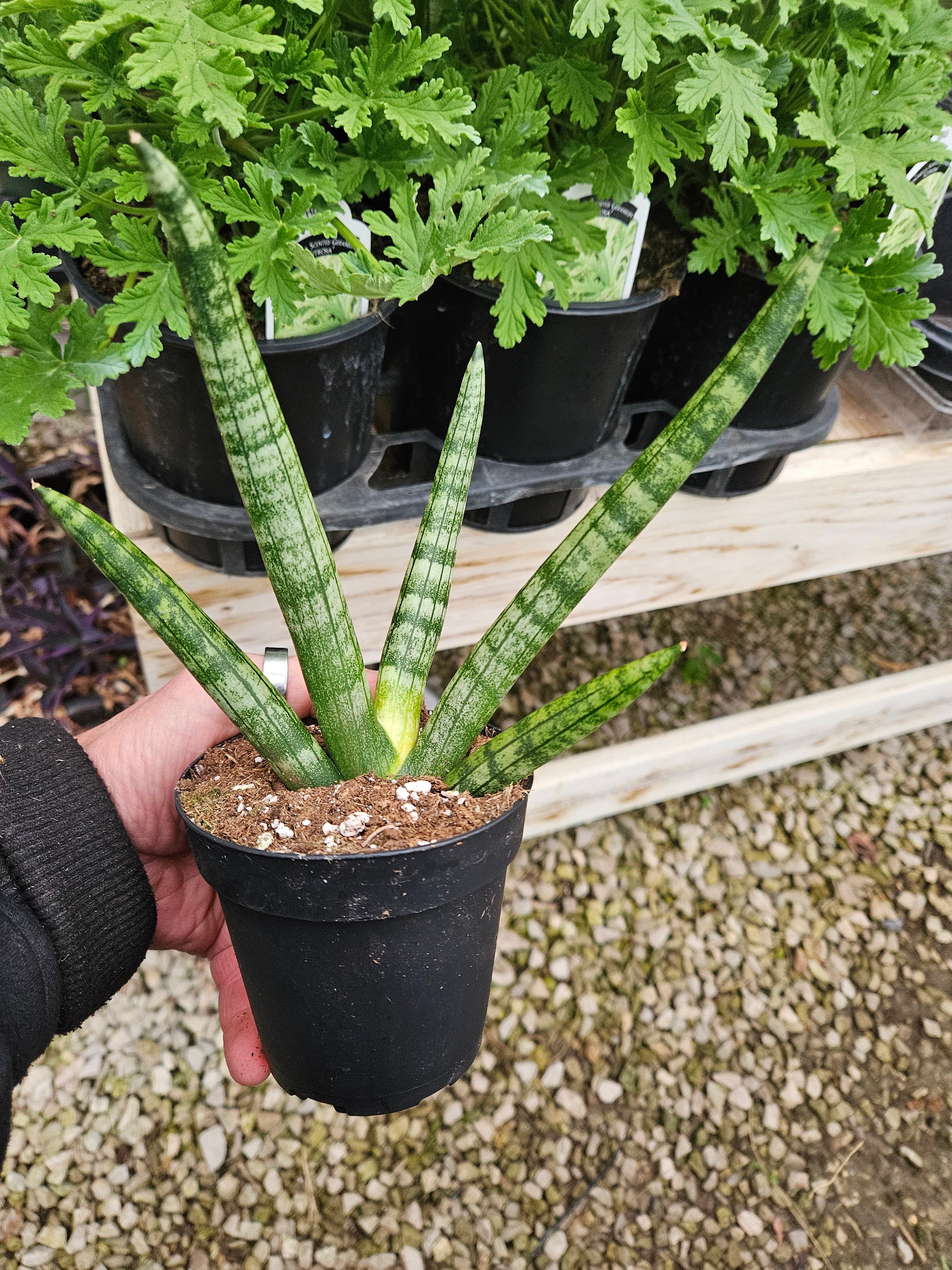 Sansevieria Cylindrica 'boncel' - Etsy