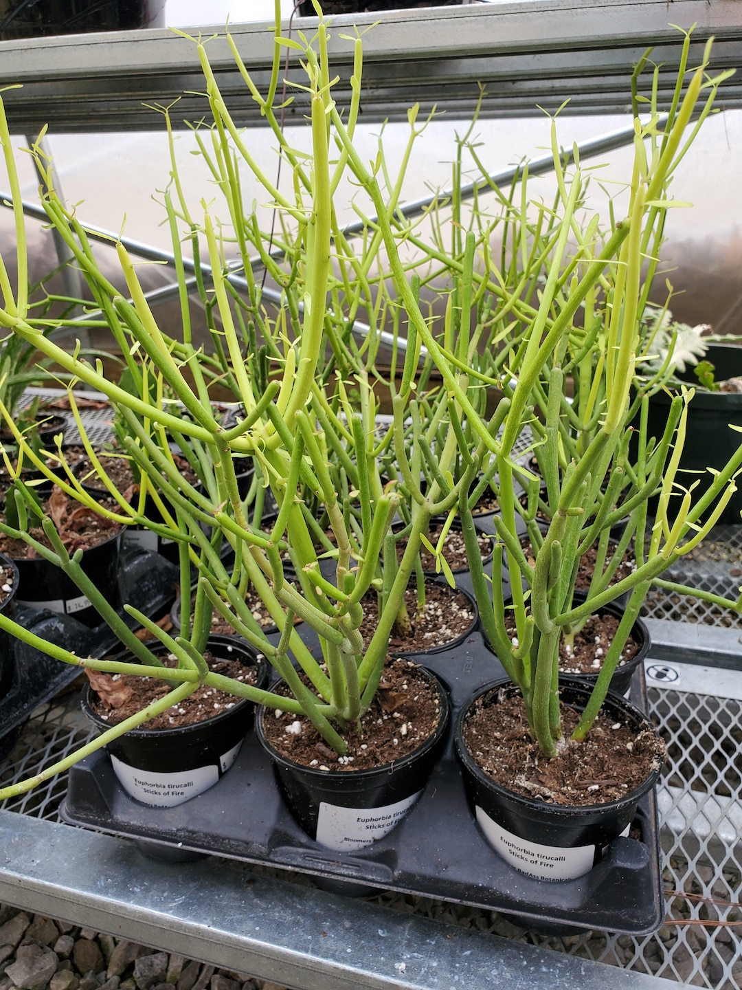 Euphorbia Tirucalli Sticks of Fire - Etsy
