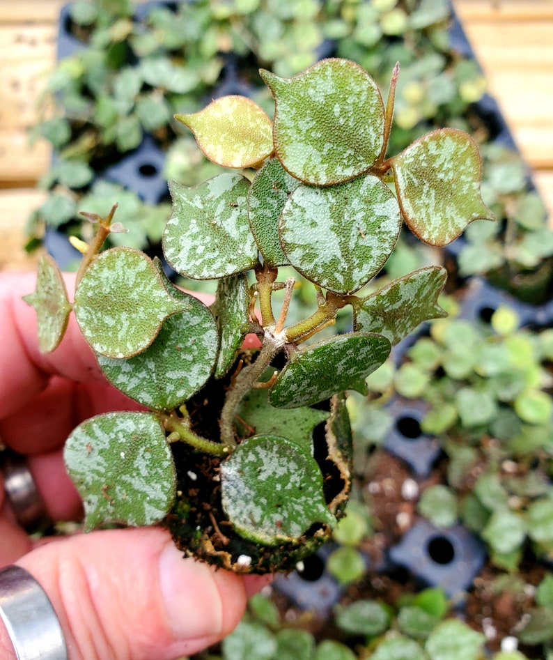 Hoya Curtisii ROOTED PLUG - Etsy