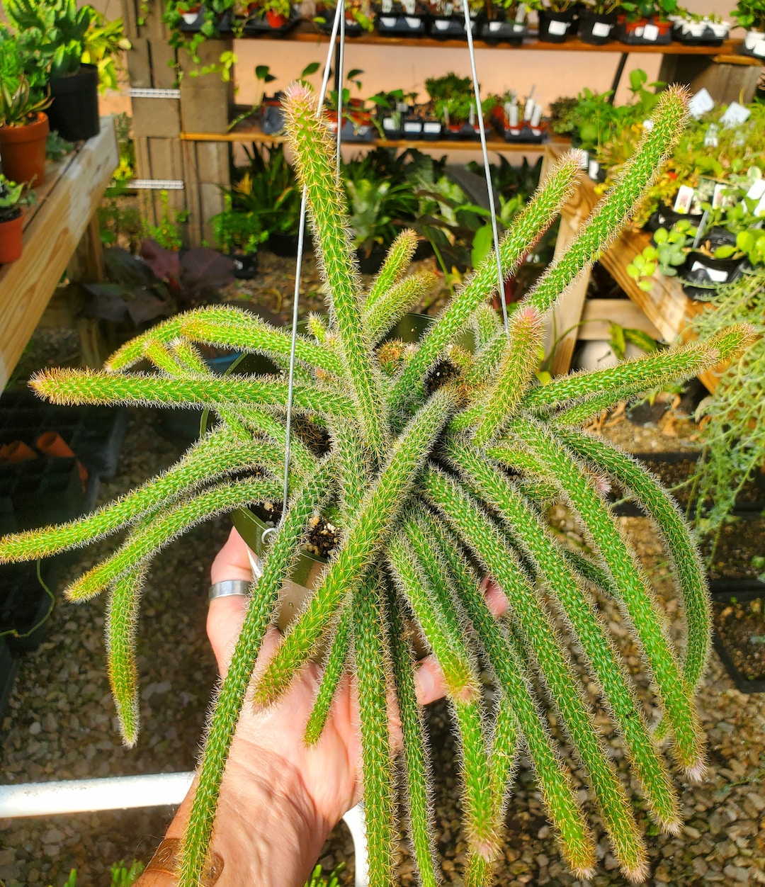 Aporocactus Flagelliformis Rat Tail Cactus Hanging Basket - Etsy
