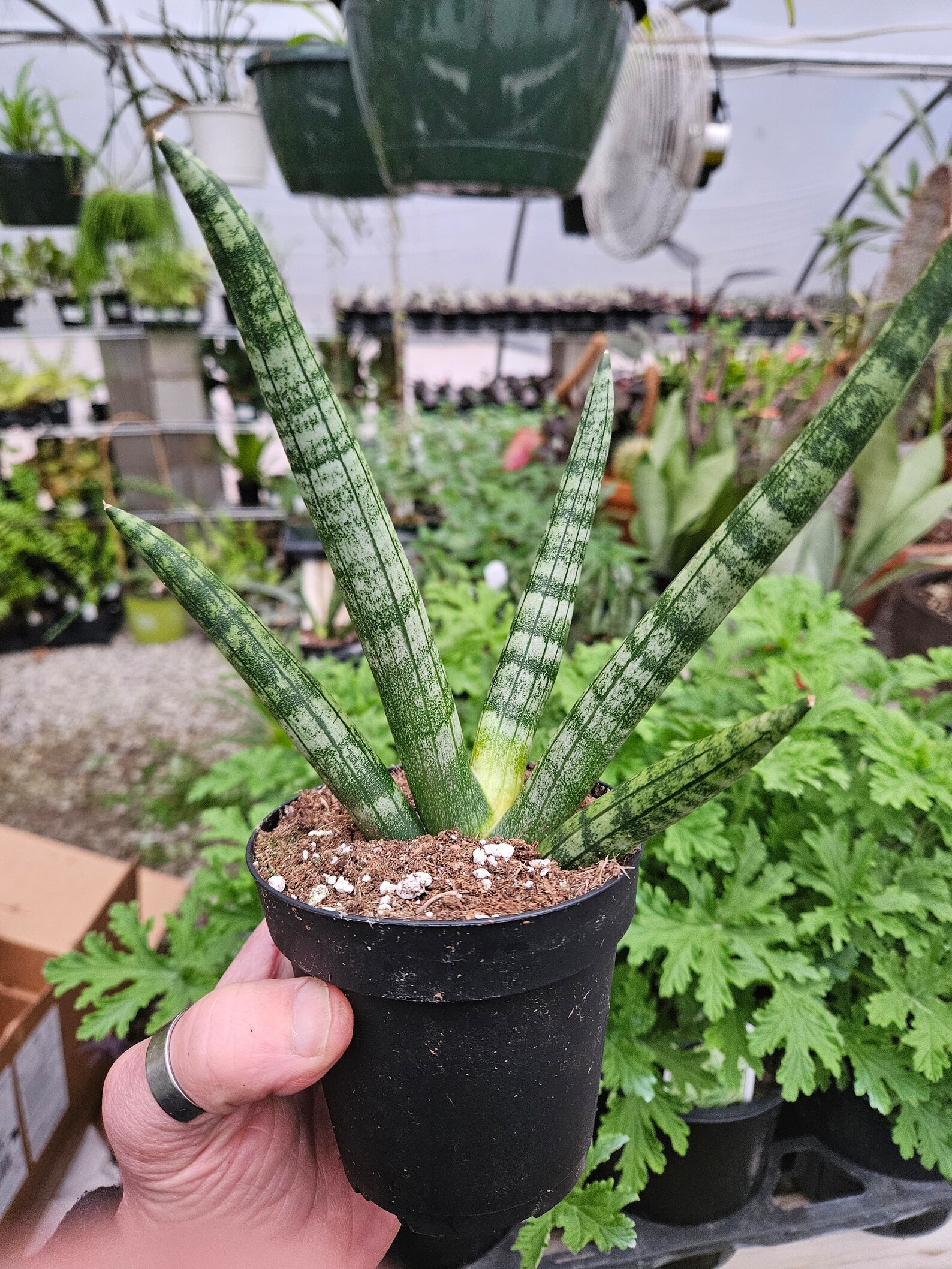 Sansevieria Cylindrica 'boncel' - Etsy