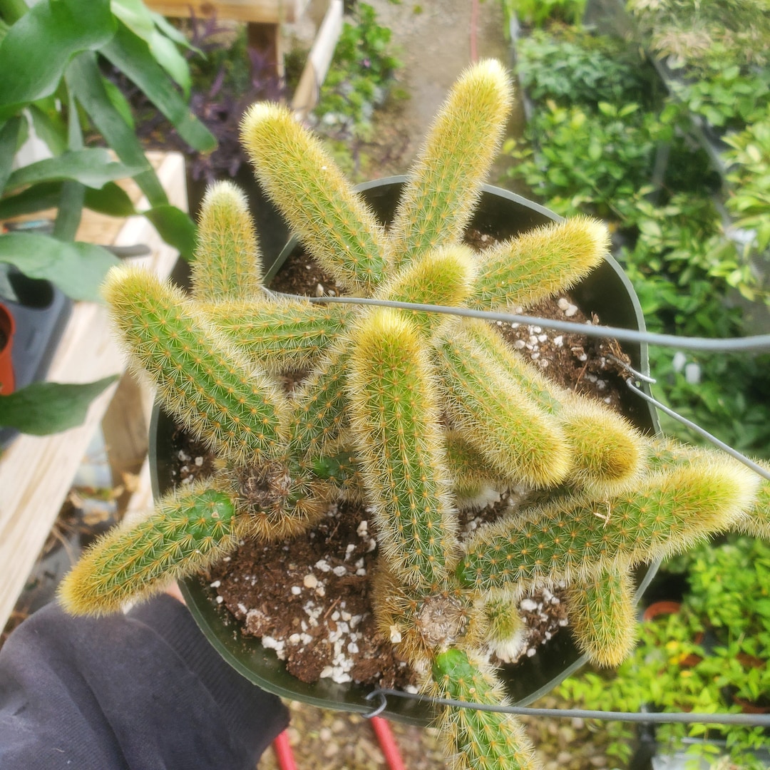 Hildewintera Colademonois Golden Monkey Tail Cactus in Hanging Basket ...