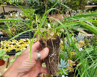 Sweetgrass Seeds, WINTER PLANTING Hierochloe Odorata, Vanilla Grass ...