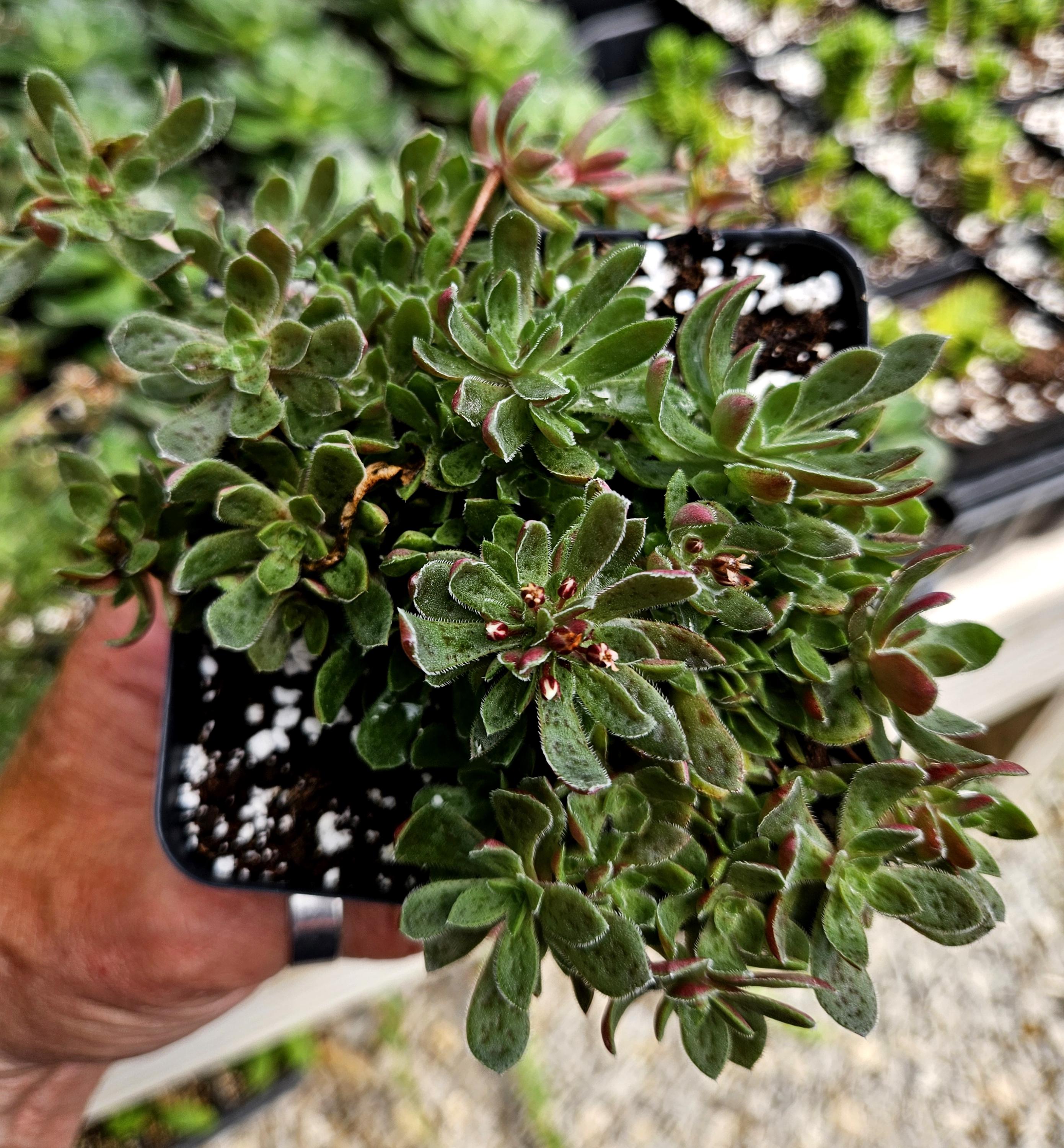 Crassula Exilis Ssp. Picturata - Etsy