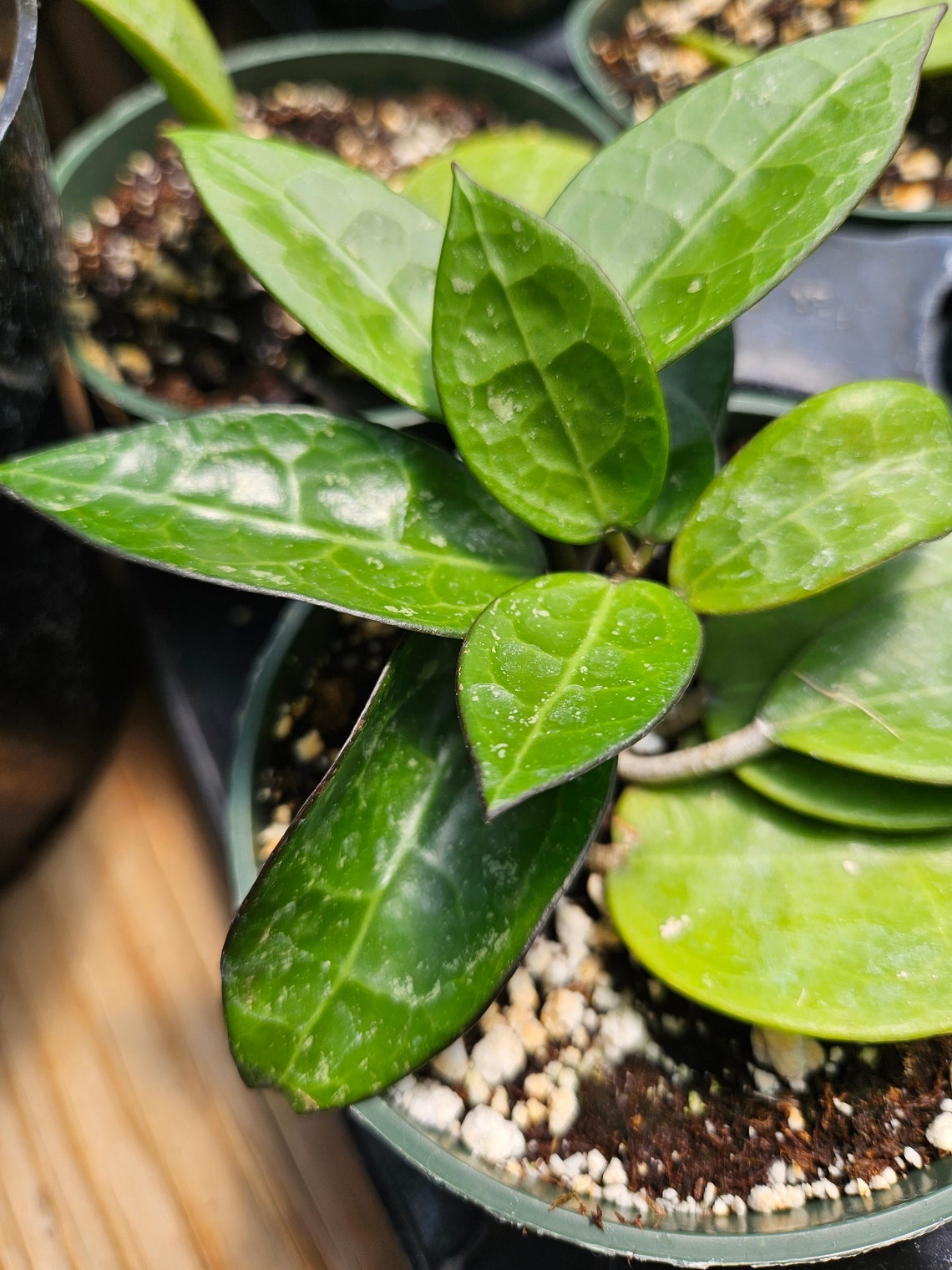 Hoya Parasitica 'black Margin' - Etsy