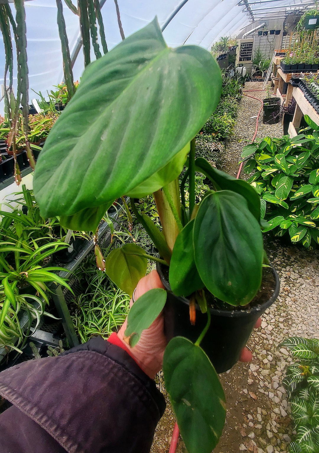 Philodendron Nangaritense 'fuzzy Petiole' - Etsy