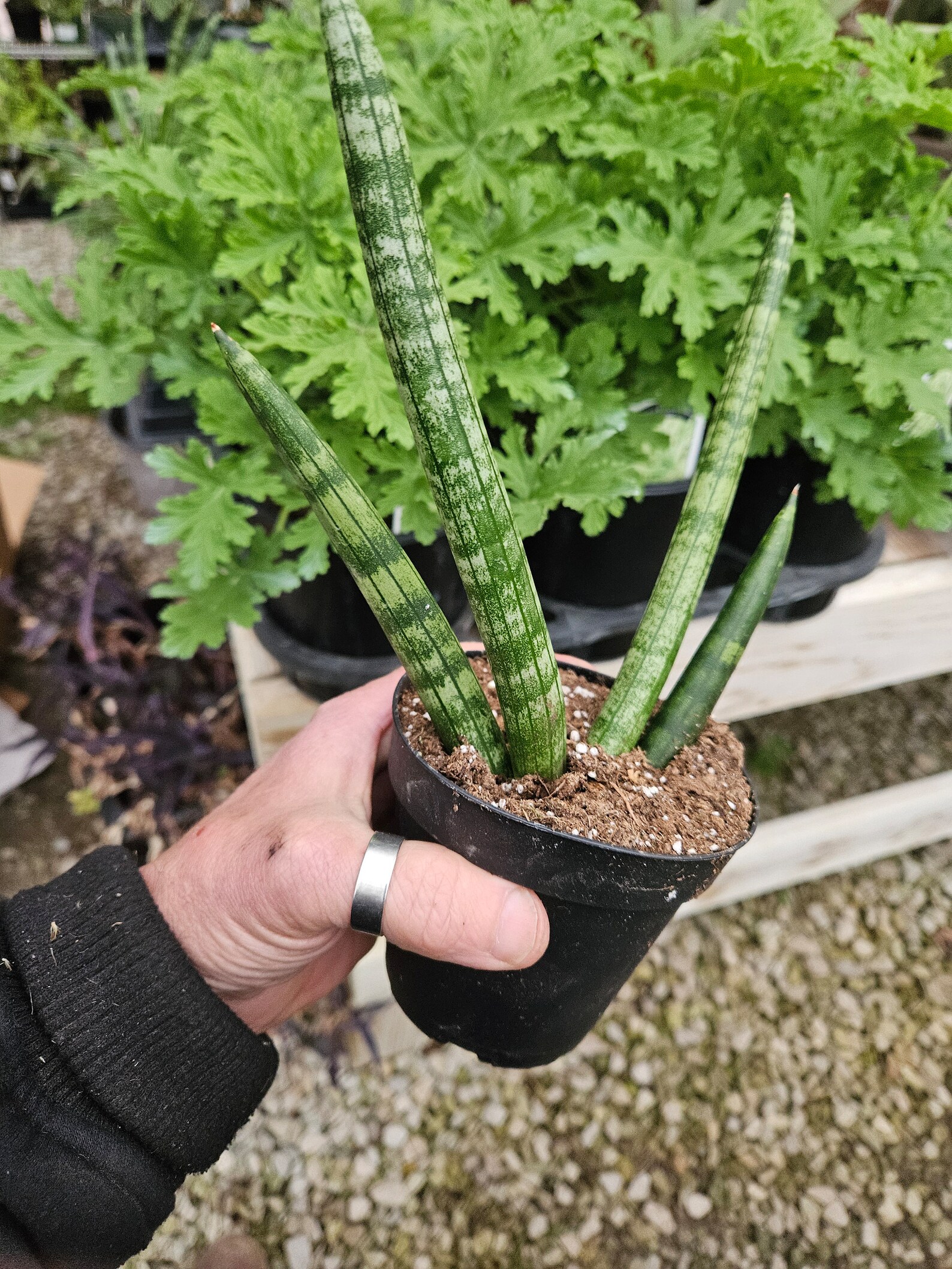 Sansevieria Cylindrica 'boncel' - Etsy