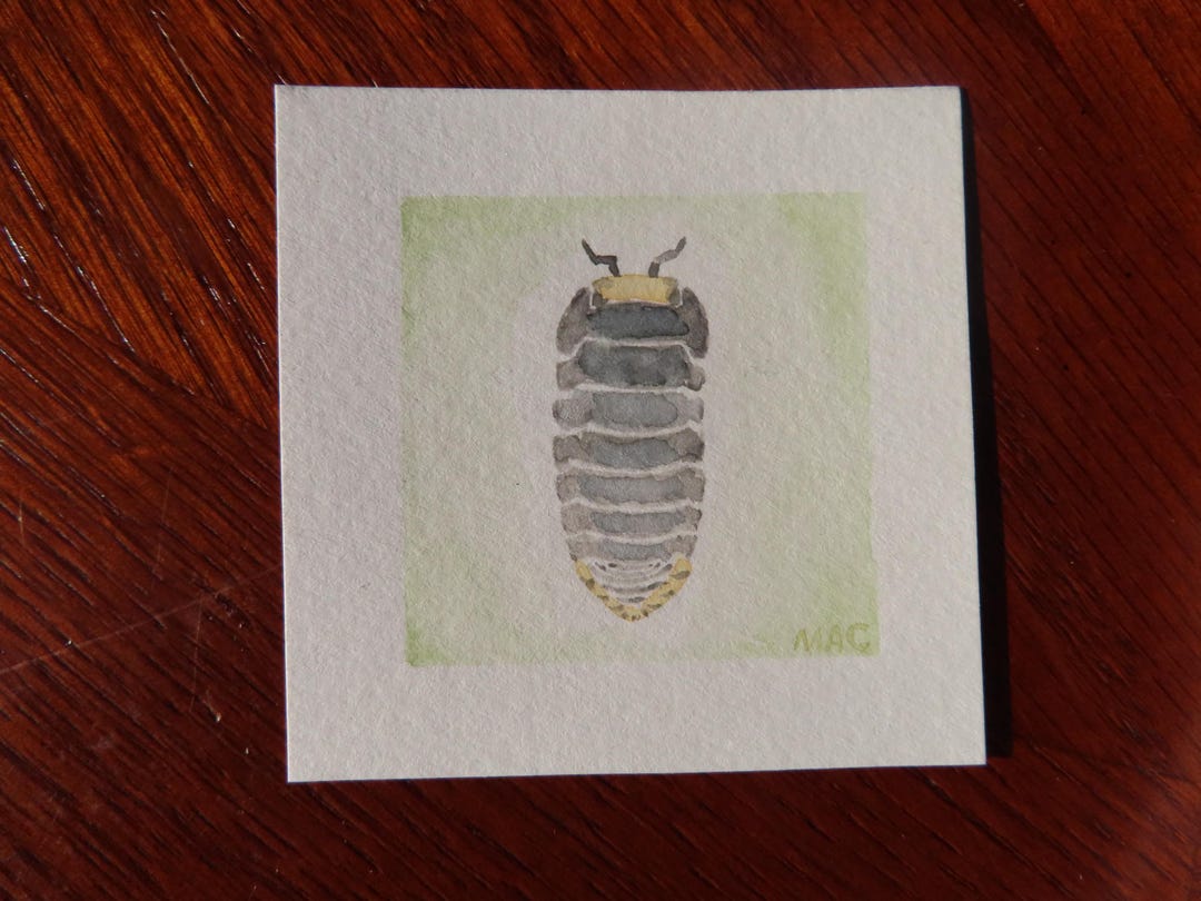 Isopod Gray and Orange Mini Watercolor Painting - Etsy
