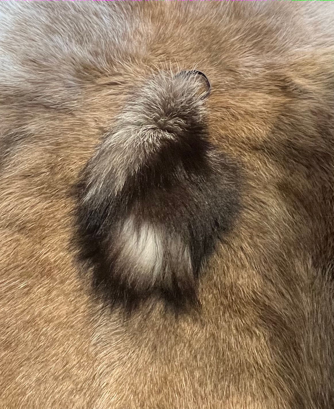 PERFECT FUR TAIL | Fox Fur Accessory | Aesthetic Fox Tails | Fox Fur ...