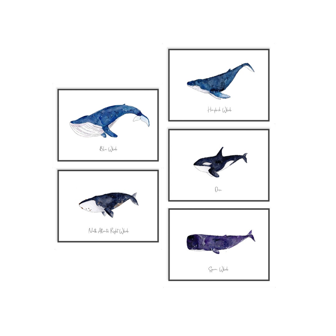 Wale Poster | Orca | Blauwal | Buckelwal | Pottwal | Nordkaper ...