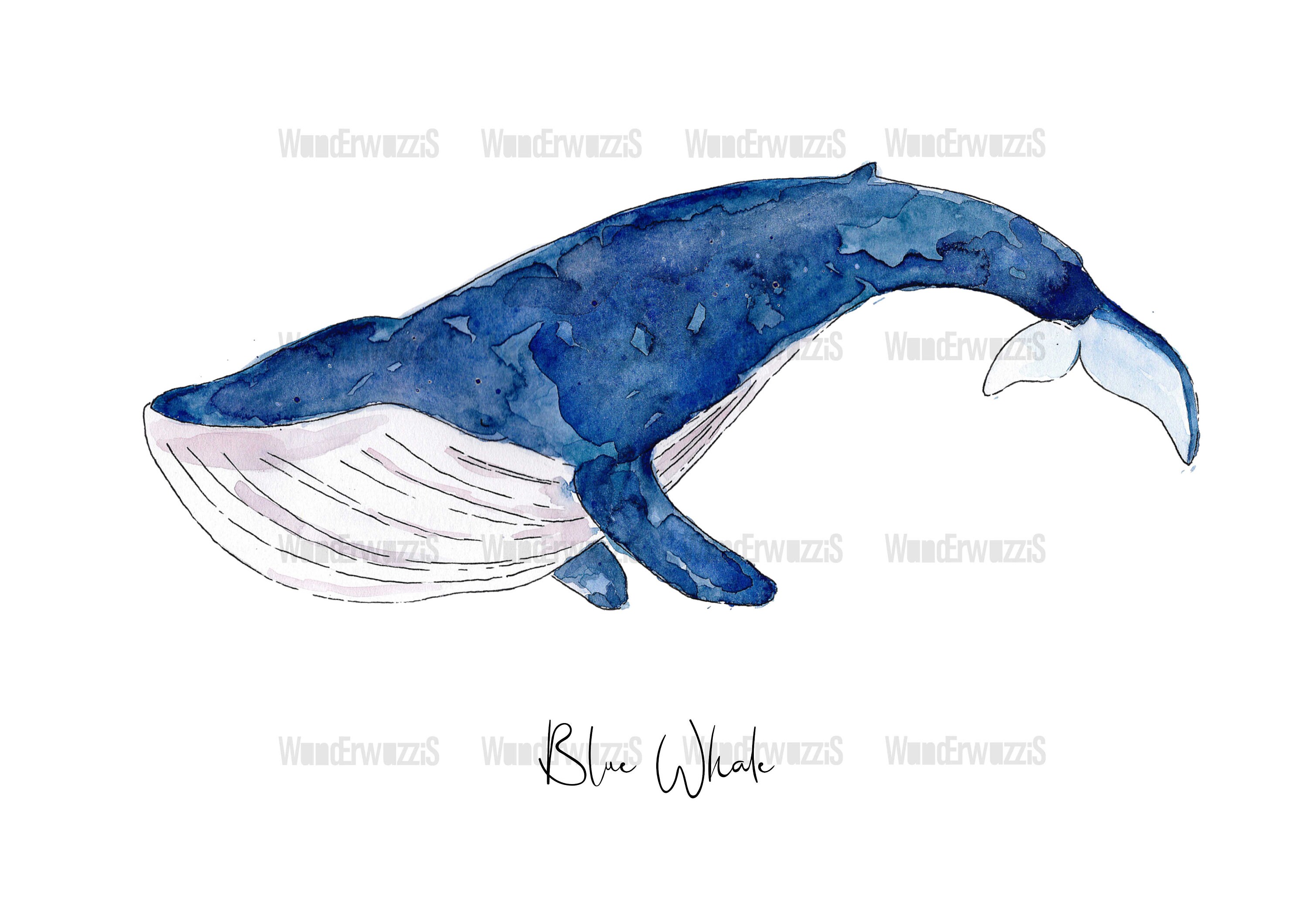 Wal Poster Set Walarten Orca Blauwal Buckelwal | Etsy