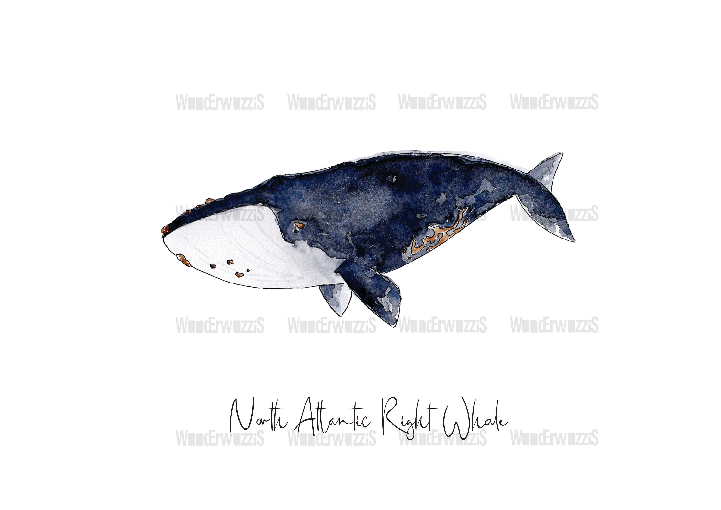Wale Poster | Orca | Blauwal | Buckelwal | Pottwal | Nordkaper ...
