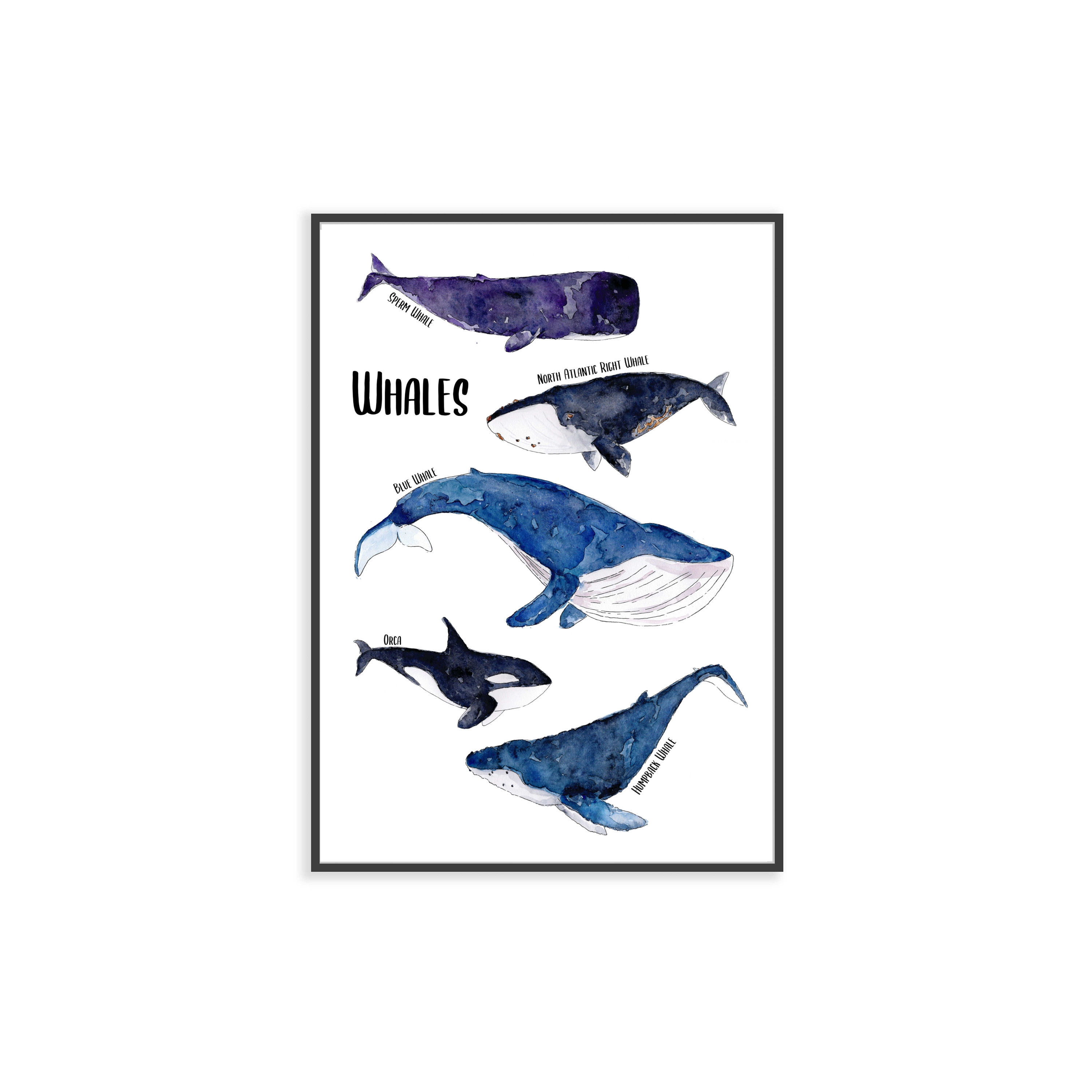Whale Species Poster