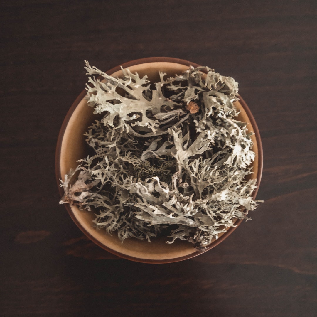 Dried Oak Moss - Etsy