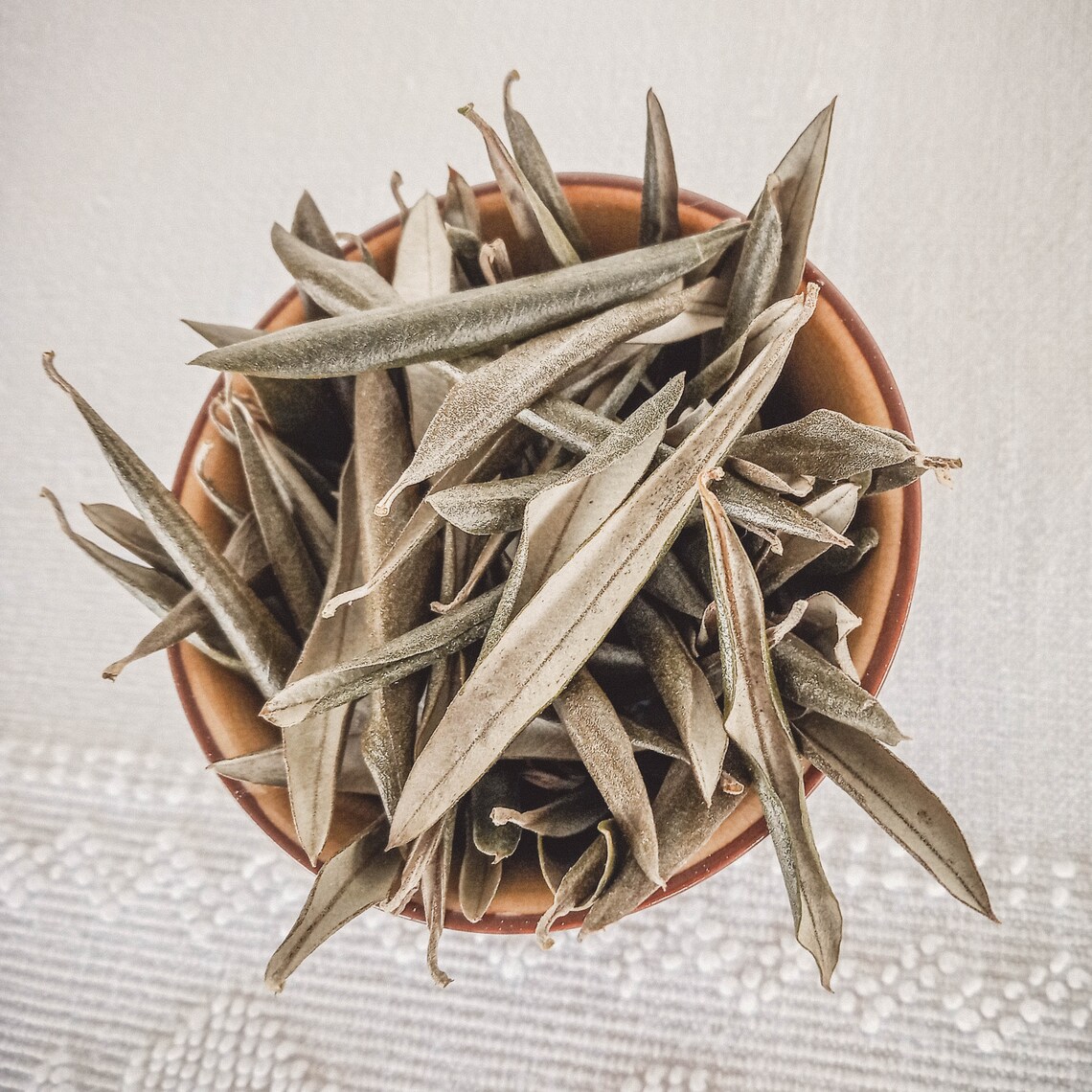 Dried Mediterranean Olive Leaves - Etsy