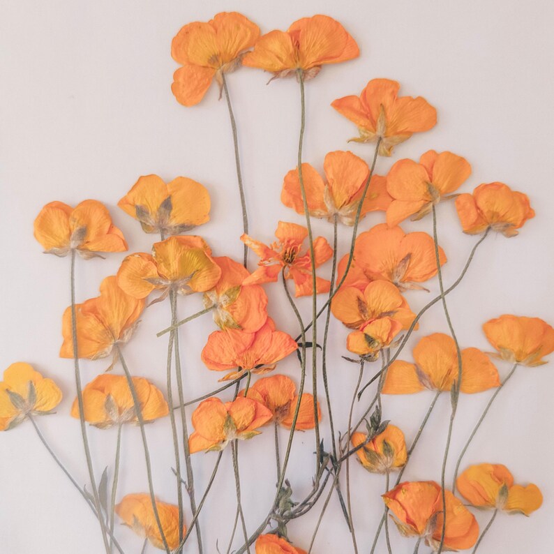 Flores de ranúnculo (Ranunculus) secas e prensadas para arte em resina ...