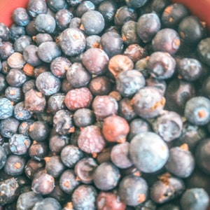 Dried Juniper Berries, Juniperus Communis Berry - Witchcraft Supplies ...