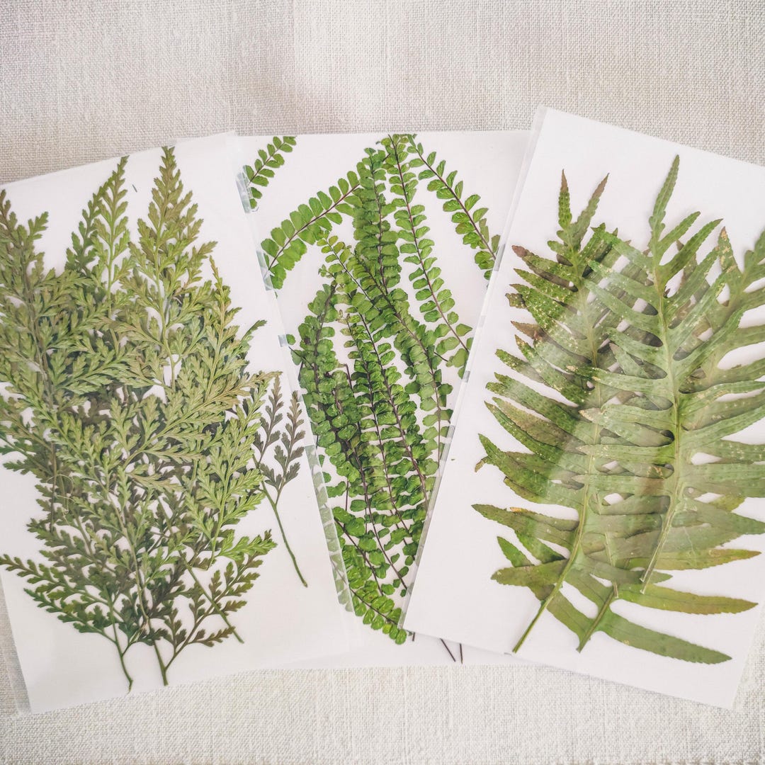 Dried Pressed Ferns for Resin Art, Scrapbooking, DIY Crafts, Card ...