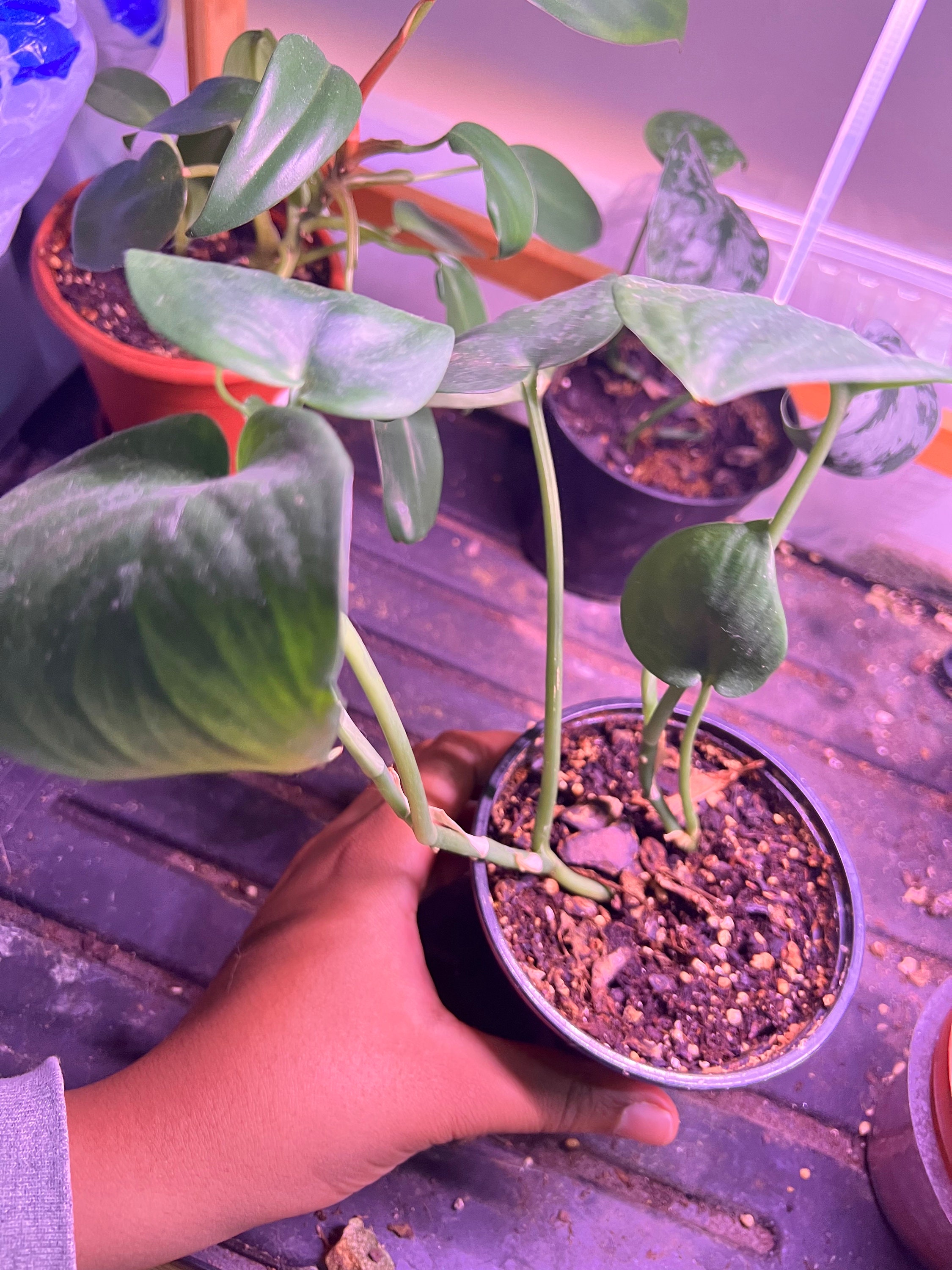 Silver Scindapsus - Etsy