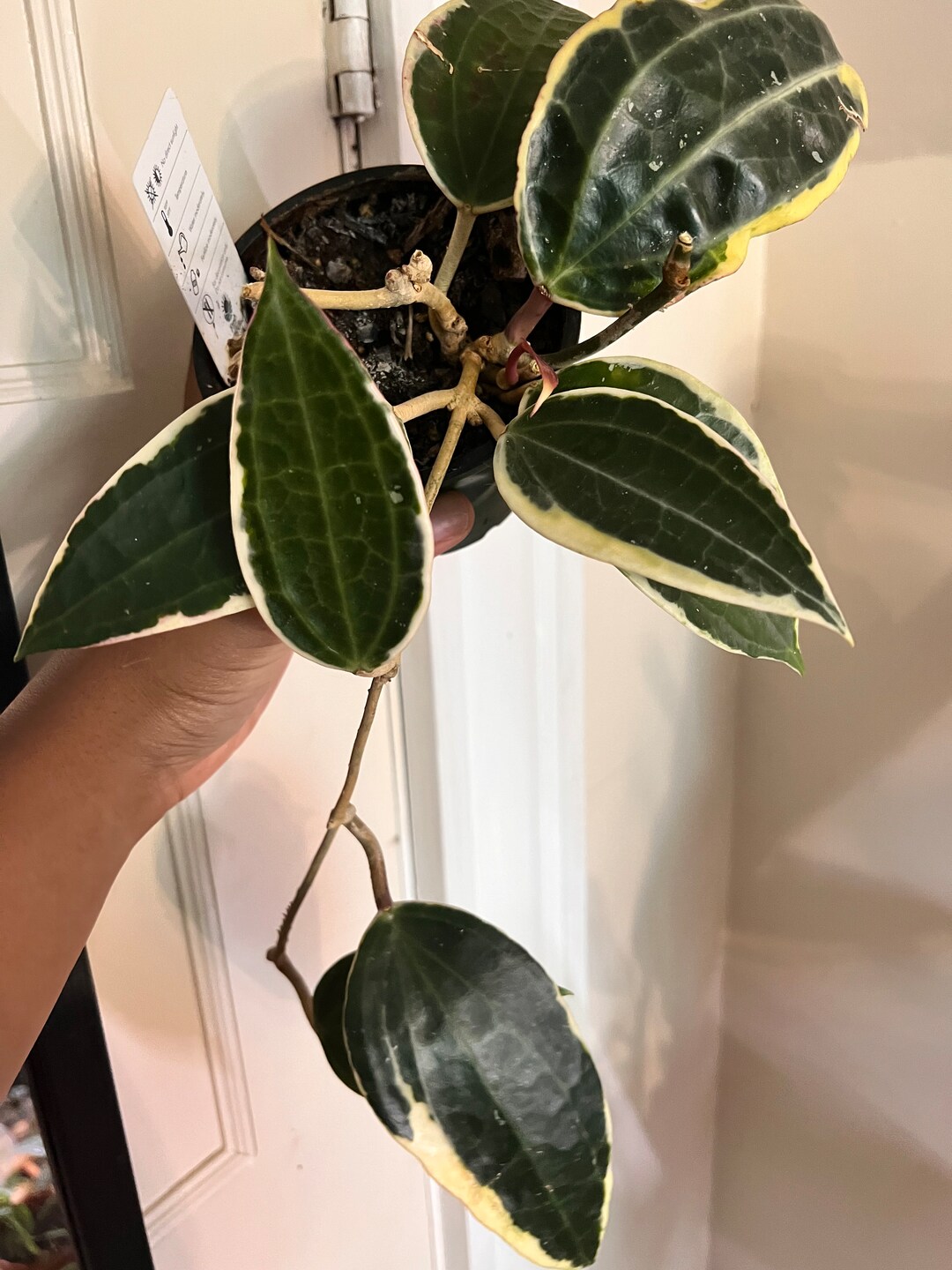 Hoya Latifolia Variegated - Etsy