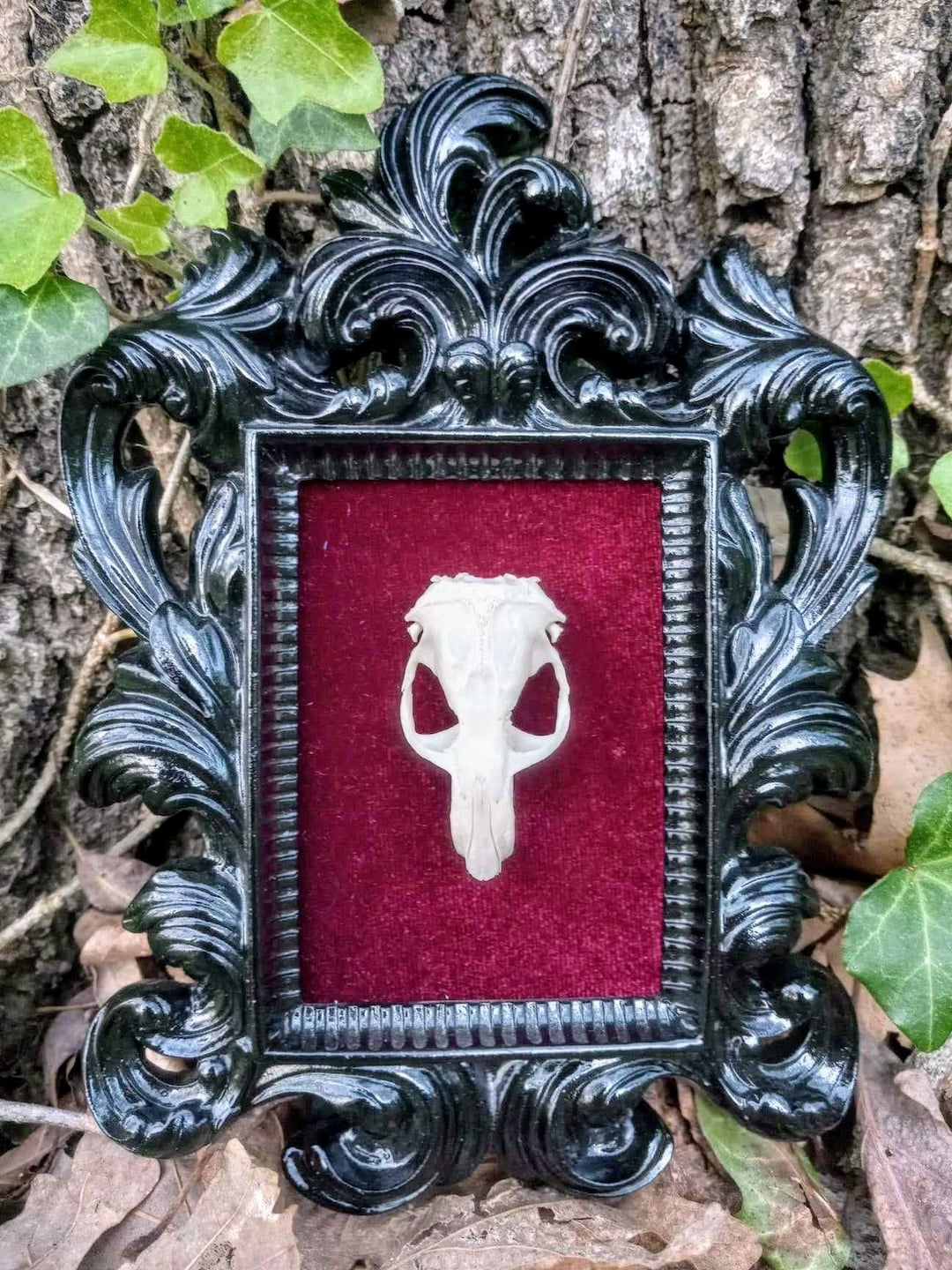 Dark Gothic Bone Art. Muskrat Skull on Red Velvet . - Etsy