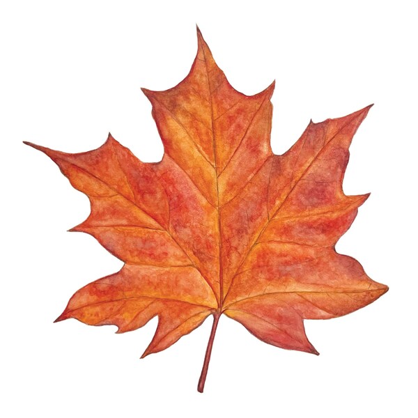 Maple Leaf Art - Etsy