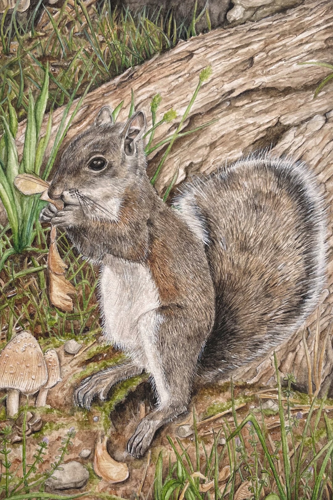 Eastern Gray Squirrel Art Print hattie the Eastern - Etsy