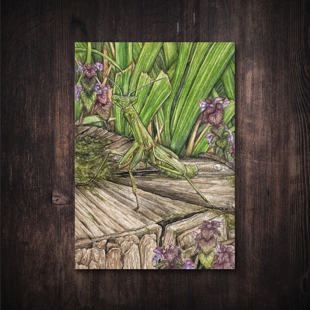 Praying Mantis Greeting Card Insect Card Garden Gifts Praying Mantis ...