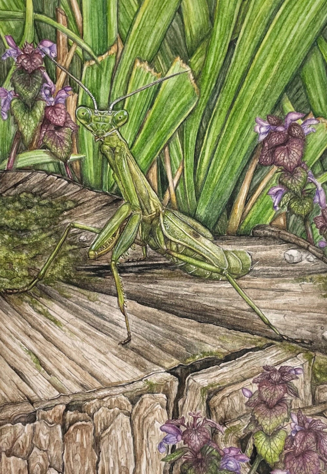 Praying Mantis Art Print - "delilah the Praying Mantis" | Mantis Art ...
