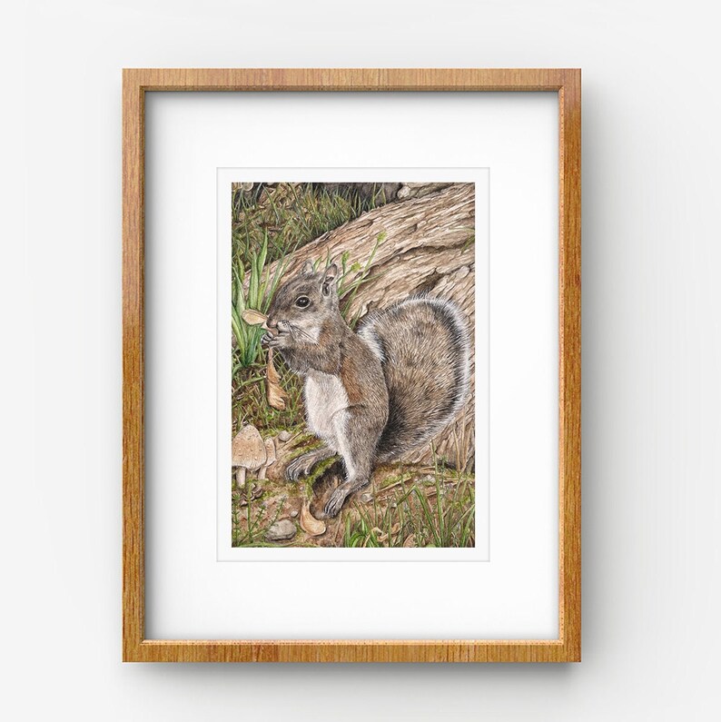 Eastern Gray Squirrel Art Print hattie the Eastern - Etsy Eastern Gray Squirrel Art Print hattie the Eastern - Etsy