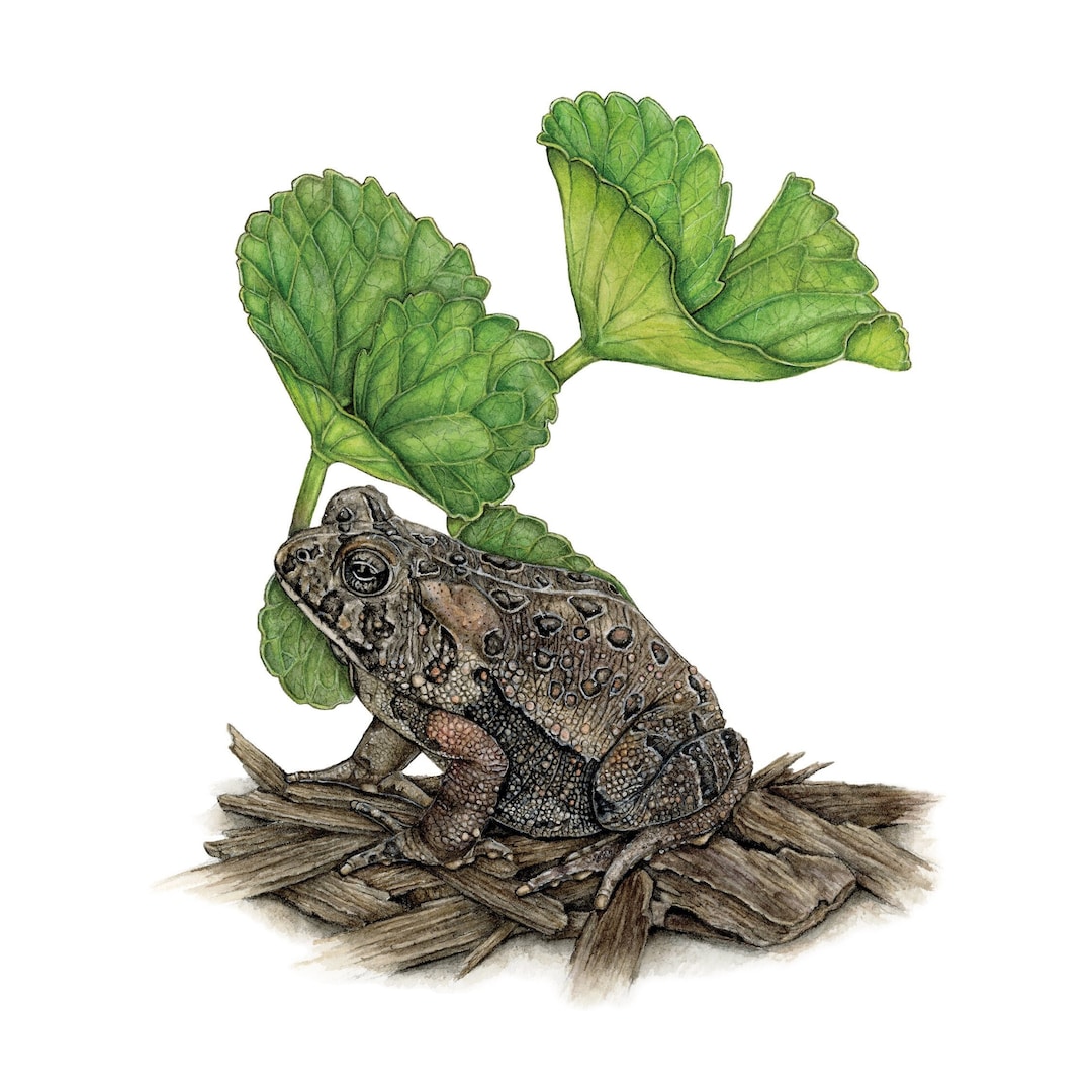 American Toad Art Print - "toadis the American Toad" | Toad Art | Toad ...